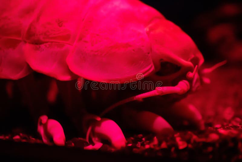 Close Up Image of Giant Isopod, the Deep Sea Water Creature in Red ...