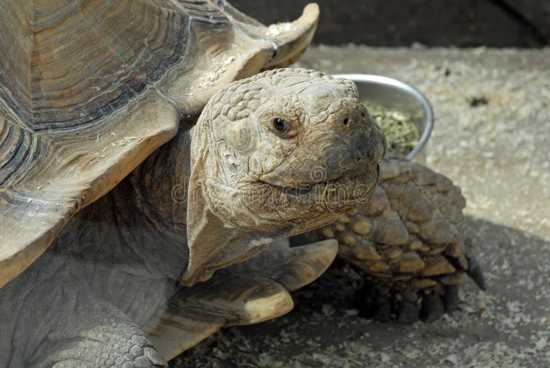 Tortoise head stock image. Image of scales, tortoiseshell - 3563