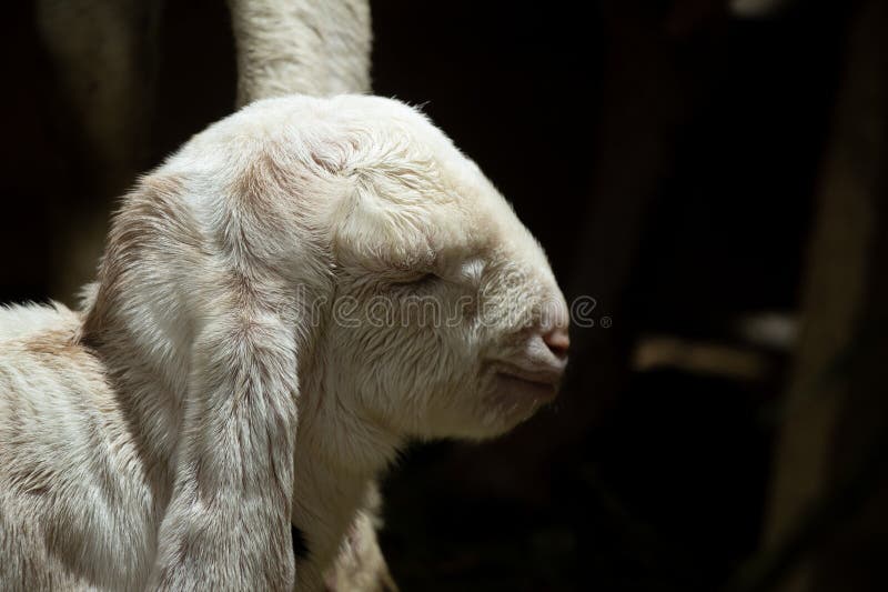1,967 Goat Side View Stock Photos - Free & Royalty-Free Stock Photos ...