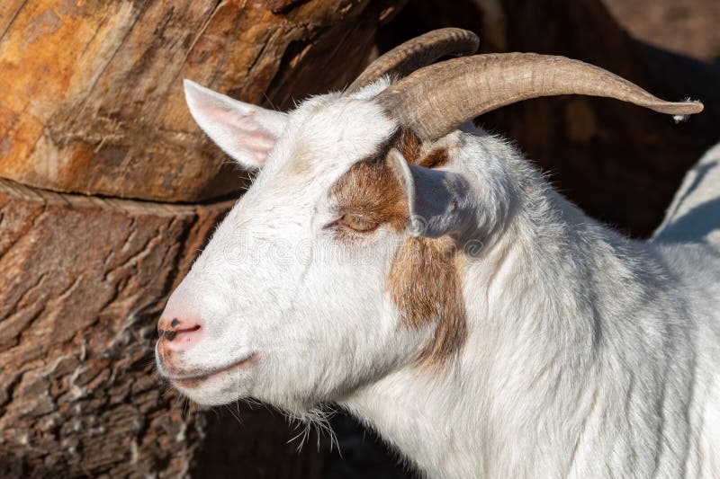 Close-up Image of a Goat with Horns, Standing in a Field Stock Image ...