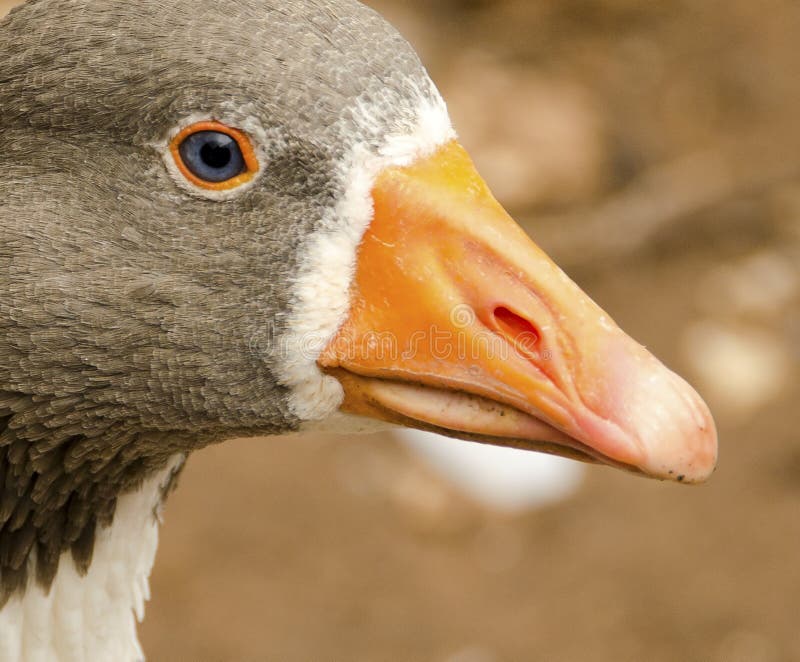 Close Up Image of a Goose Head. Stock Image - Image of macro, shot ...