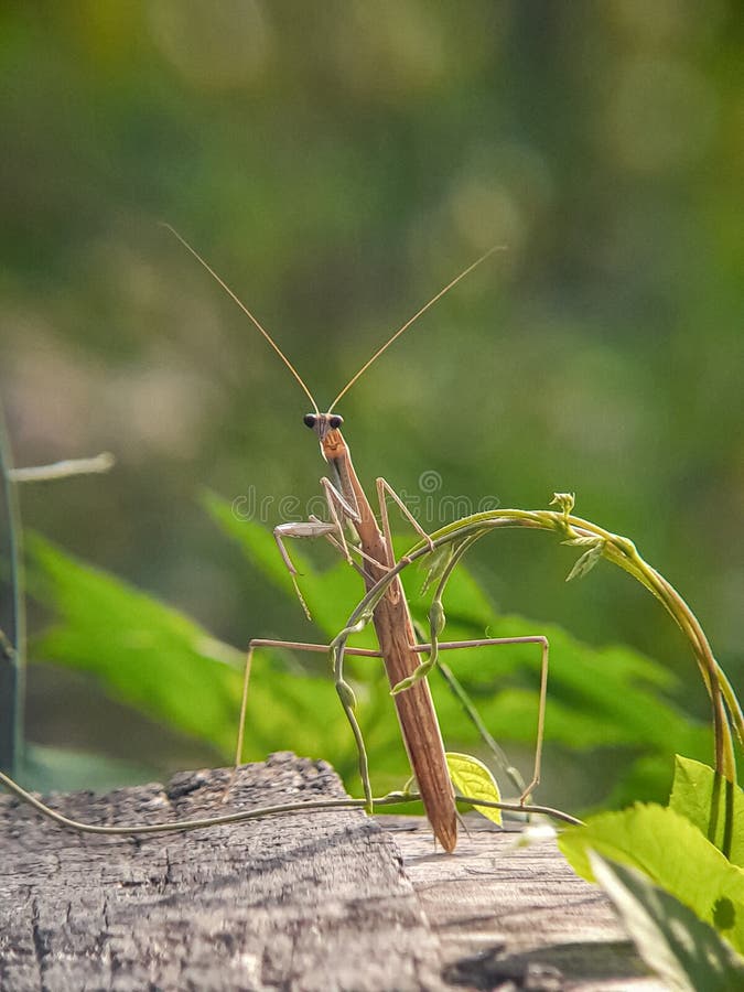 Sphondromantis Family Stock Photos - Free & Royalty-Free Stock Photos ...