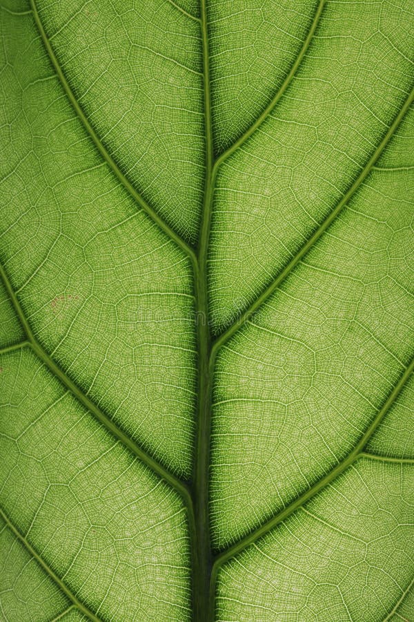 Close Up Image of Green Leaf Texture Stock Image - Image of closeup ...