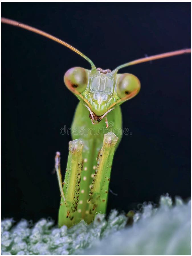 Close-up Image of a Green Praying Mantis Looking Directly into the ...
