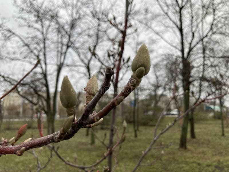 Close-up Image of Green Tree Buds in an Urban Park, Showcasing Early ...