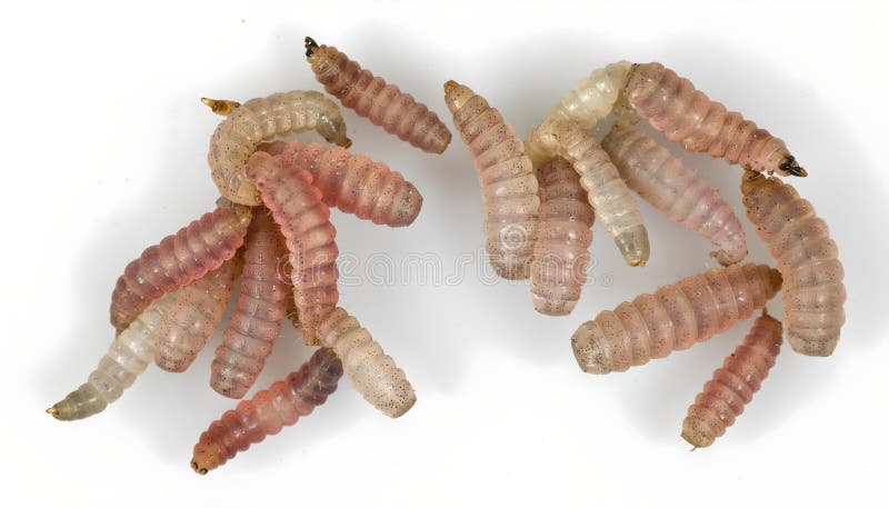 Closeup of Pink Worms Larva Stock Illustration - Illustration of animal ...