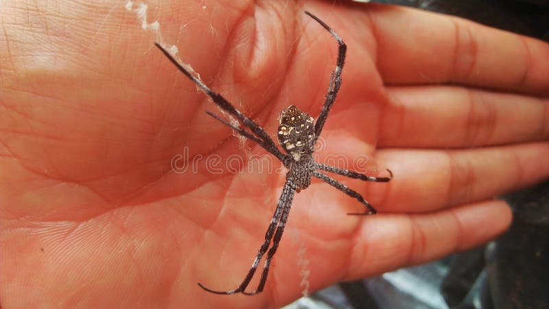 Close Up Image of Hand and Spider Stock Image - Image of hand ...