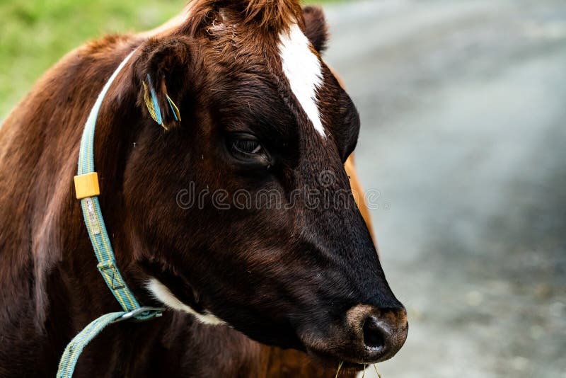 Red diary cow on a field stock photo. Image of head - 196008216