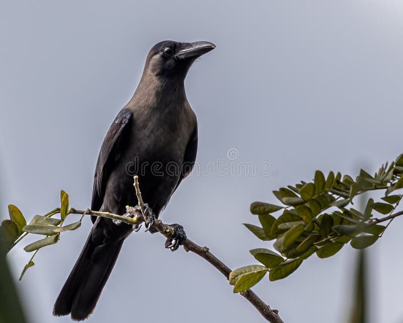 Close-up Image of House Crow Bird Perching on Tree Branch Stock Image ...