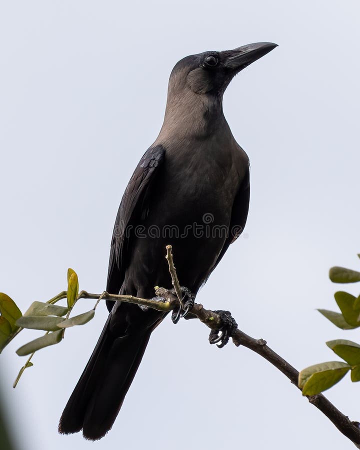 Close-up Image of House Crow Bird Perching on Tree Branch Stock Image ...