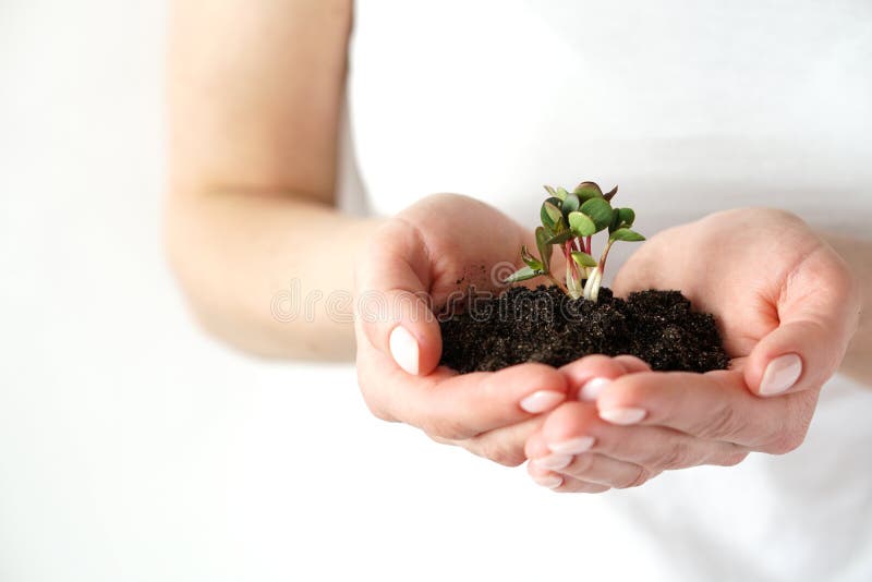 Close Up Image of Human Hands Holding Sprout Stock Photo - Image of ...