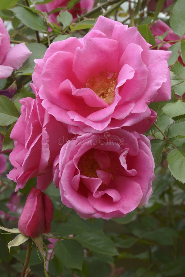 Close-up Image of Hybrid Rose Flowers Stock Photo - Image of rose ...