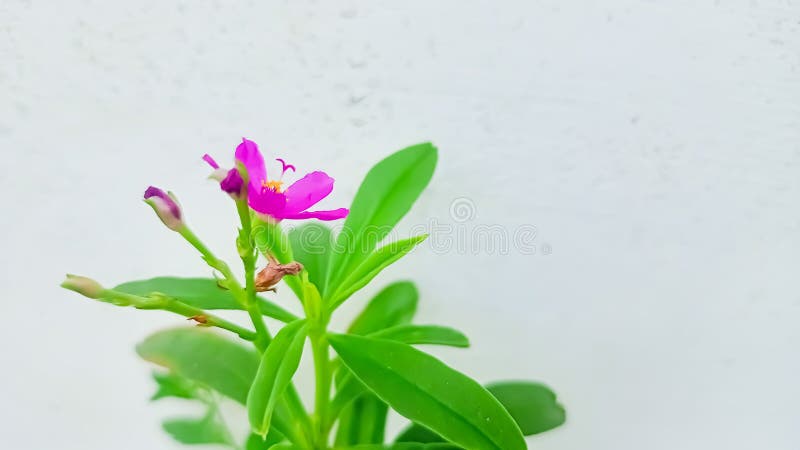 Colesom Stock Photos - Free & Royalty-Free Stock Photos from Dreamstime