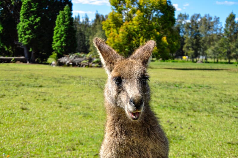 A smiling kangaroo stock image. Image of smiling, nature - 229740129