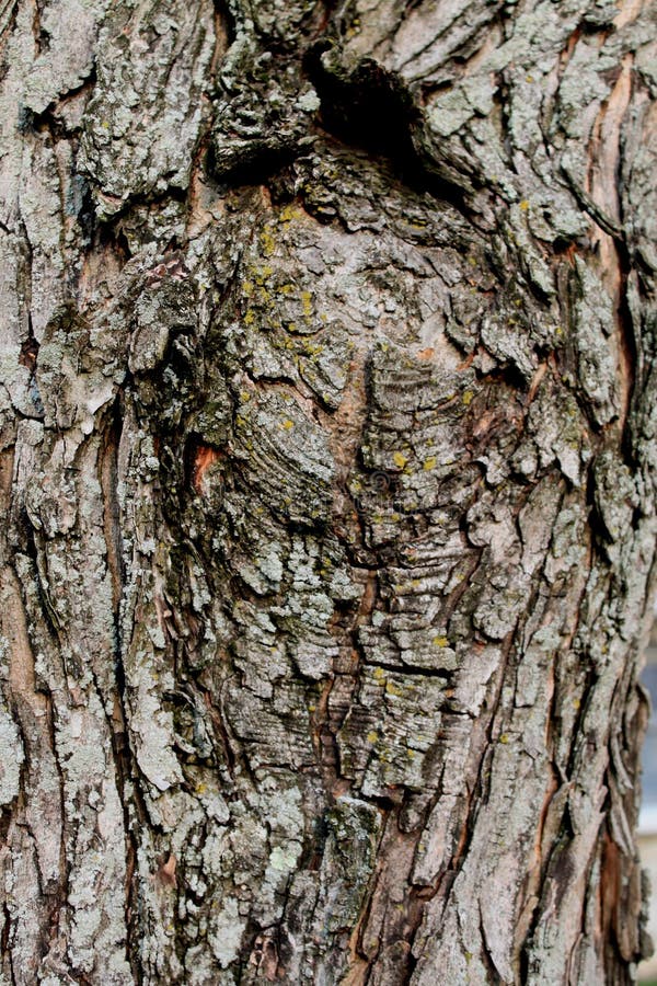 Close Up Image of Knotted Tree Bark Stock Photo - Image of brown ...