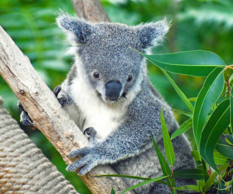 Close Up Koala Joey stock image. Image of nature, sitting - 263641517