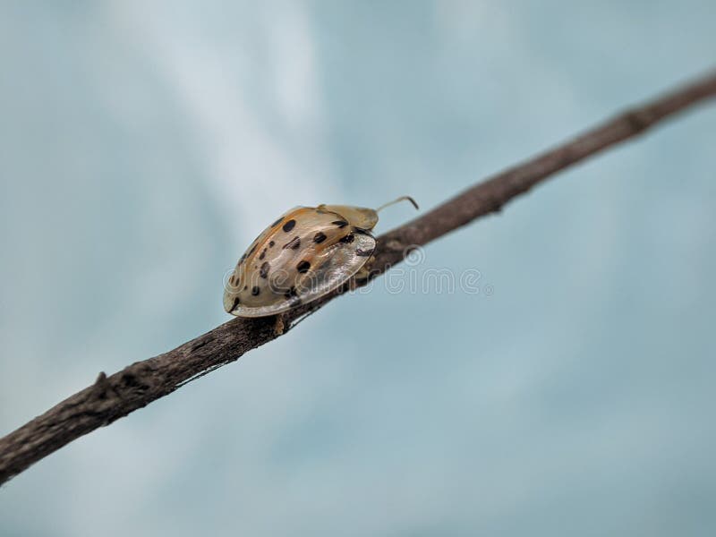 Close Up Image of a Ladybug on the Branch Stock Photo - Image of ...