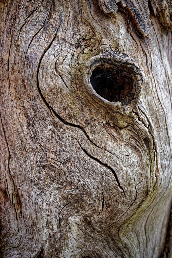 Closeup of a Tree S Trunk with the Bark of a Large Pine Stock Photo ...