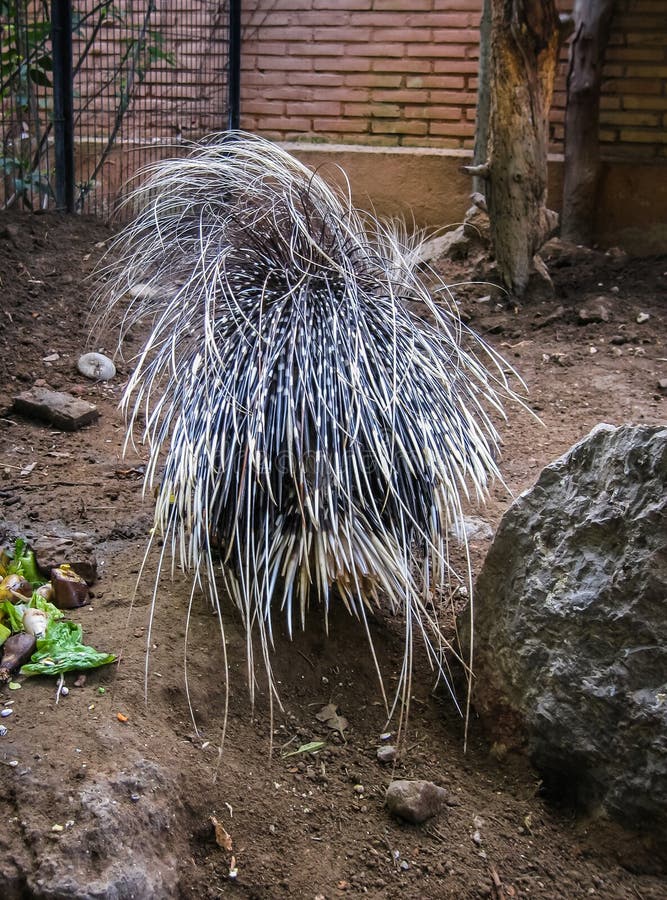 Close Up Image of Large Spiny Porcupine Stock Photo - Image of defense ...