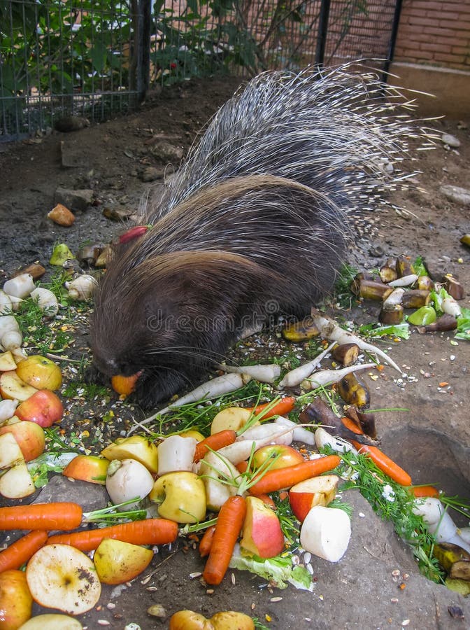 Close Up Image of Large Spiny Porcupine Stock Image - Image of bristle ...