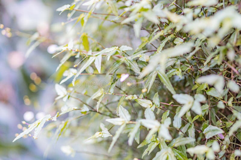 21,385 Bright Light No Background Stock Photos - Free & Royalty-Free ...