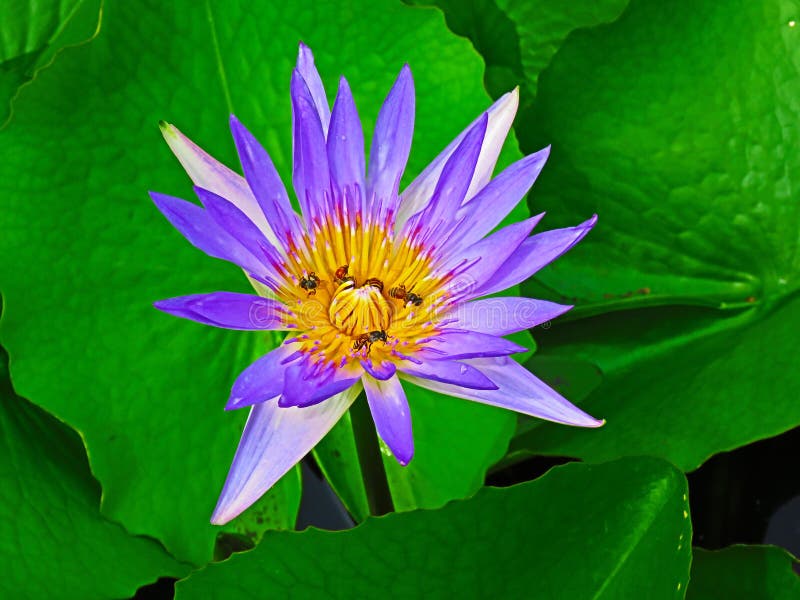 Lotus and insect stock image. Image of colors, beauty - 65451633