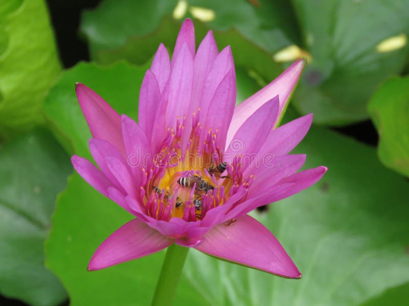 Lotus and insect stock image. Image of colors, beauty - 65451633