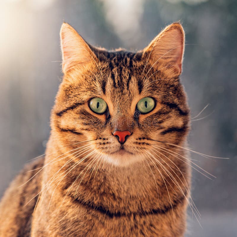 Close Up Image of the Male Cat. Stock Image - Image of sunny, neck ...