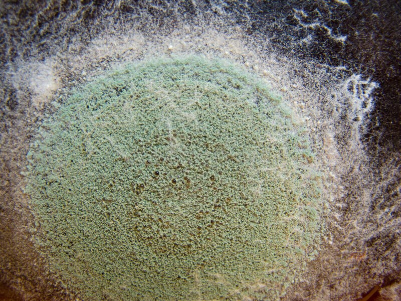 Mold closeup stock image. Image of micro, biological, blue - 8777569