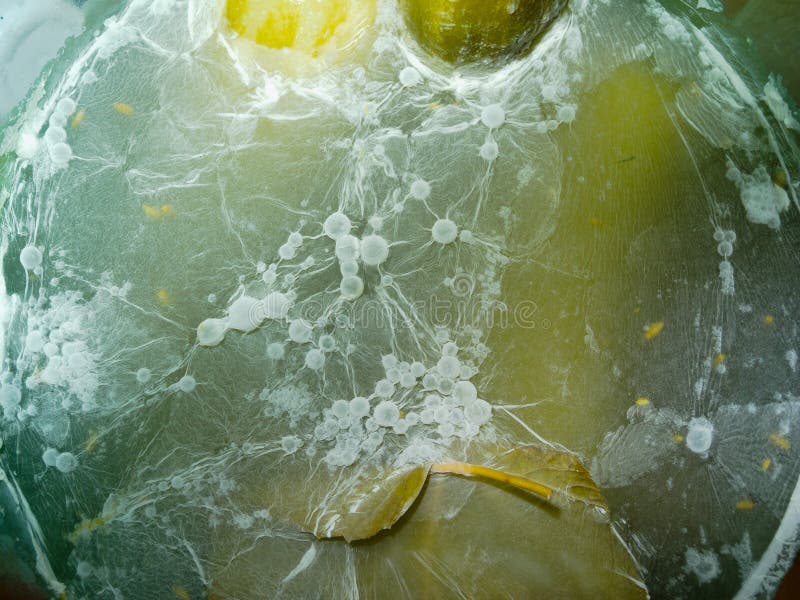 Close-up image of a mold stock photo. Image of microbe - 27617780