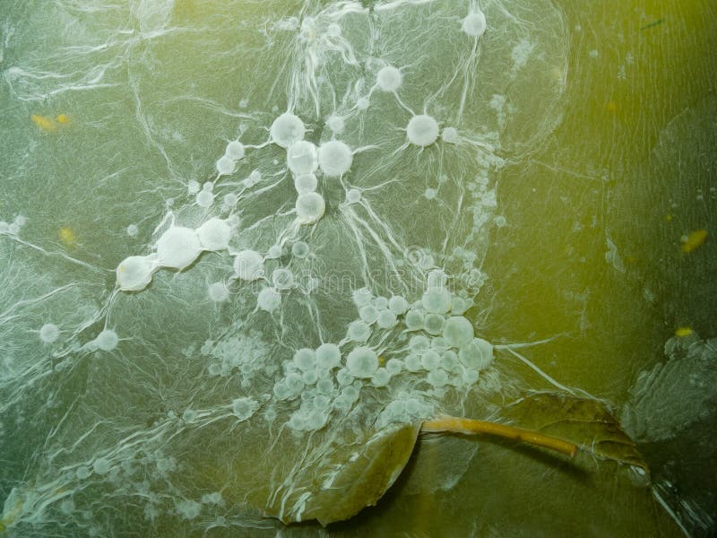 Close-up image of a mold stock photo. Image of disease - 27617796
