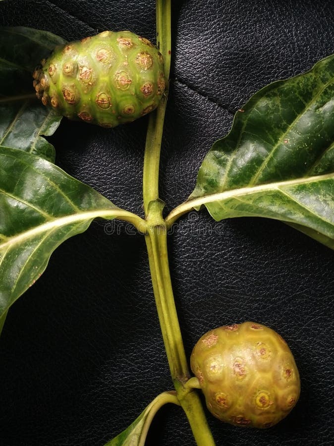 Noni Fruit, Herb Plant, on Black Leather Board Stock Image - Image of ...