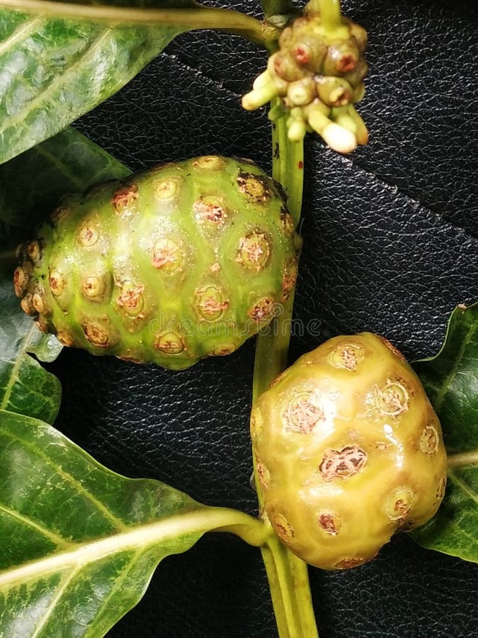 Noni Fruit with Leave, Herb Plant, on Bamboo Board Stock Photo - Image ...