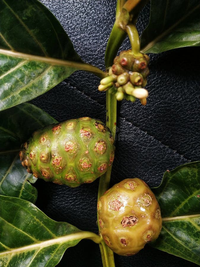 Noni Fruit with Leave, Herb Plant, on Bamboo Board Stock Photo - Image ...