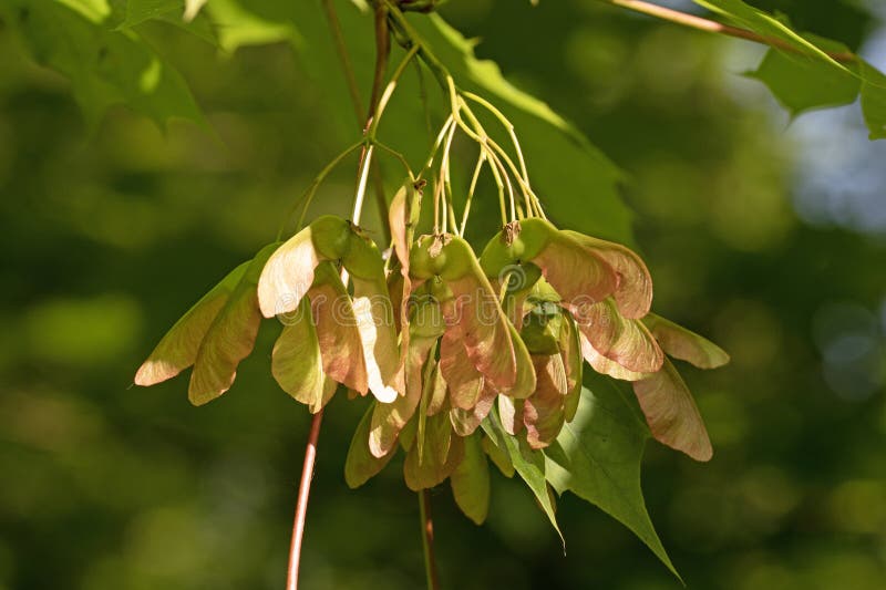 Seeds or Samara of Norway Maple Stock Photo - Image of coloured, small ...