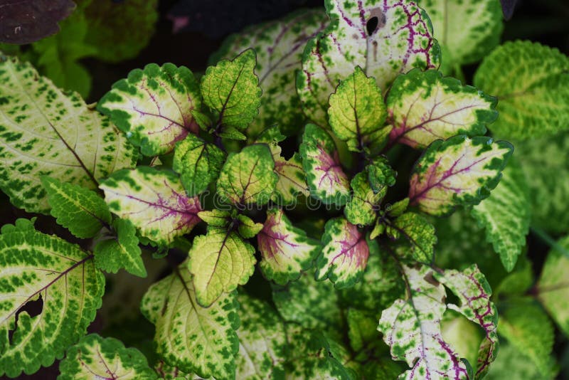 The Ornamental Foliage Plants. Stock Image - Image of environmental ...