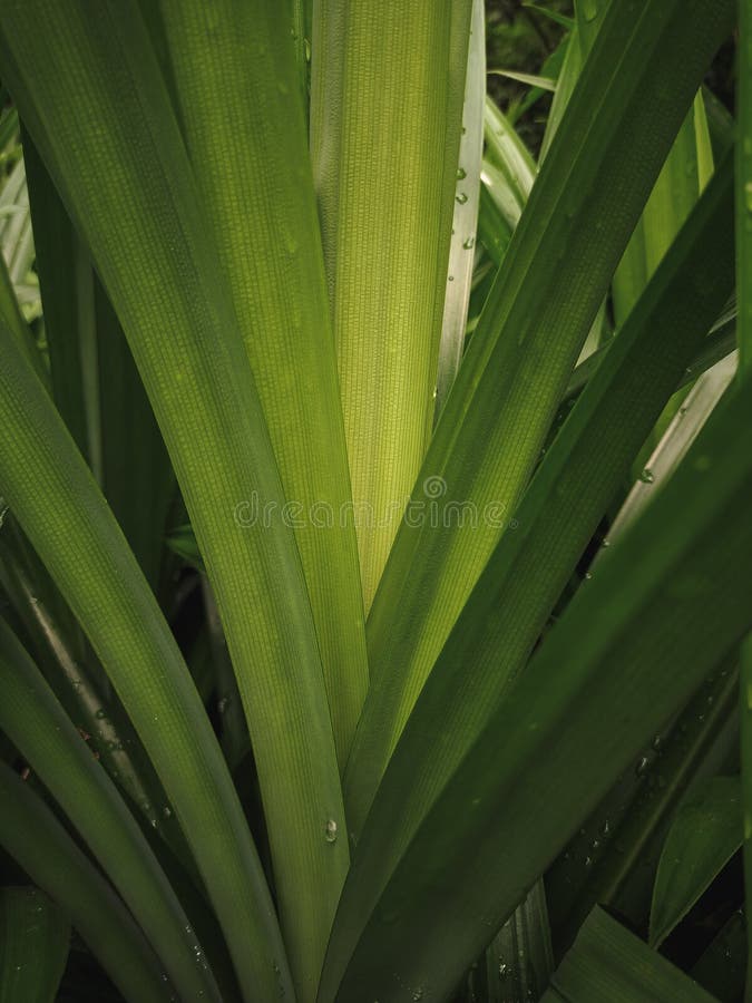 Close Up Image of the Pandanus Leaves Stock Image - Image of produce ...