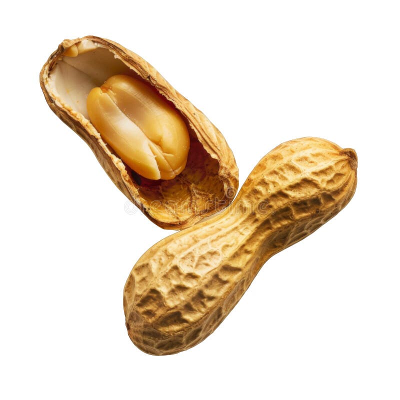 A Peanut with Its Shell Partially Removed Stock Illustration ...