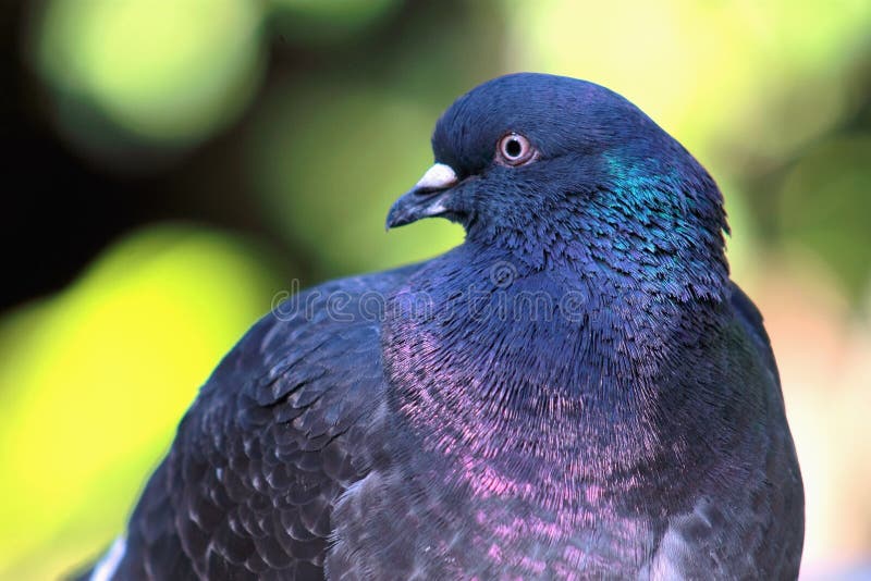 Puffed Up Pigeon Stock Photos - Free & Royalty-Free Stock Photos from ...