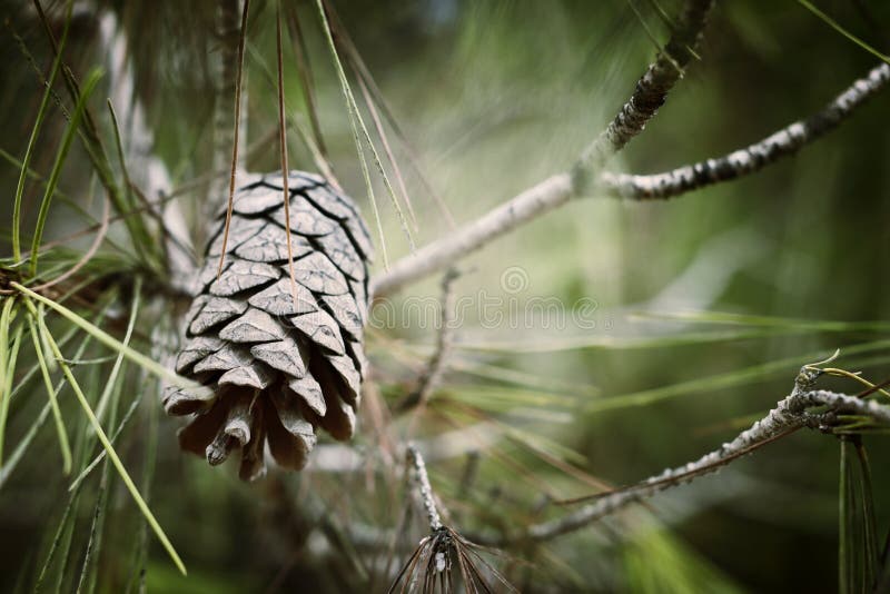 Close Up Image of Pine Cone on Tree Branch Outdoors Stock Image - Image ...