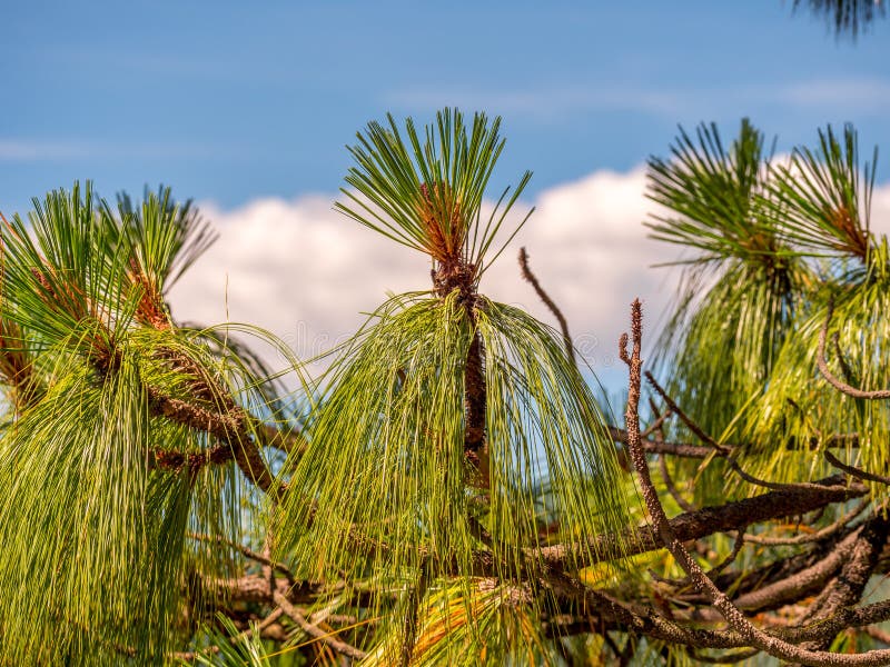 Close Up Image of a Pine Tree Stock Image - Image of pine, branches ...