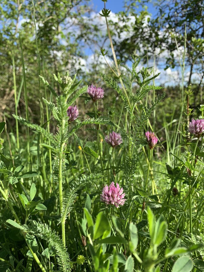 Pink Clover Flowers Bloom in a Field of Green Foliage, Creating a ...