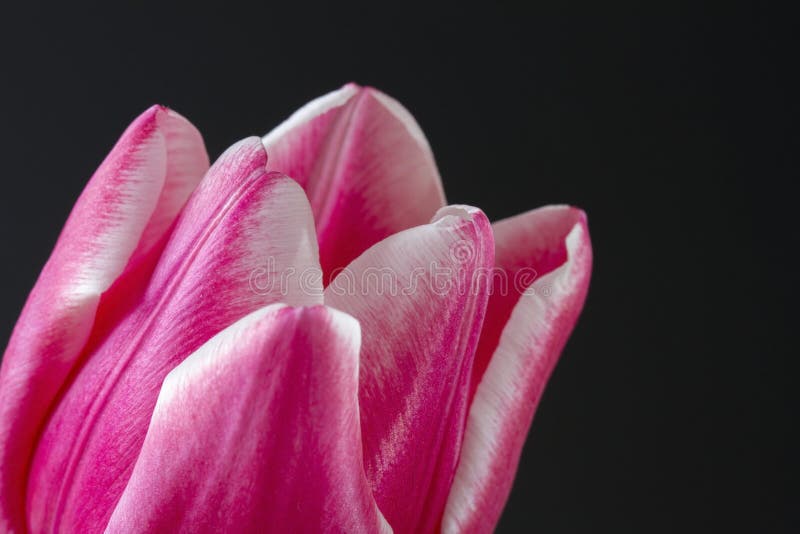 Close Up Image of Pink Tulip on Black Stock Image - Image of valentine ...