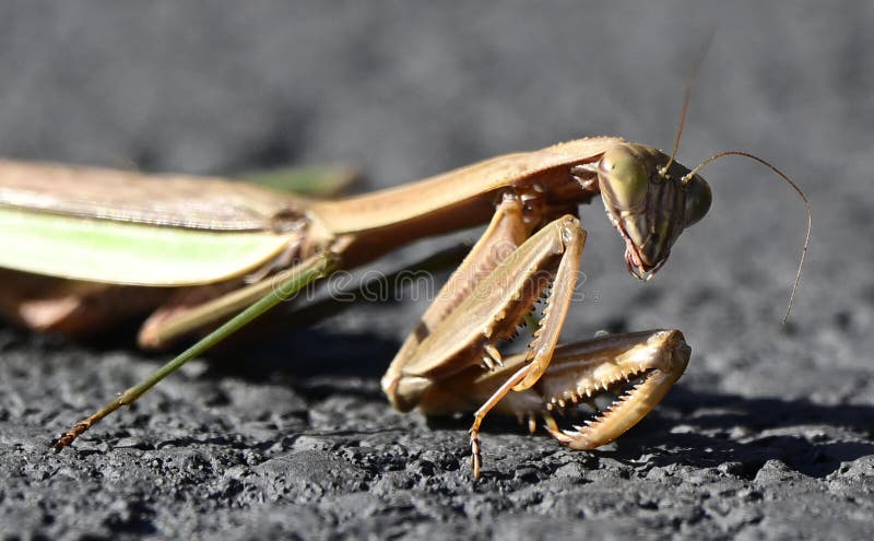 A Praying Mantis Laying Down on the Ground Stock Image - Image of ...