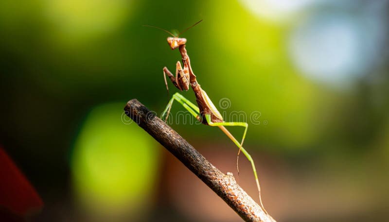 Close-up Image of a Praying Mantis Stock Illustration - Illustration of ...