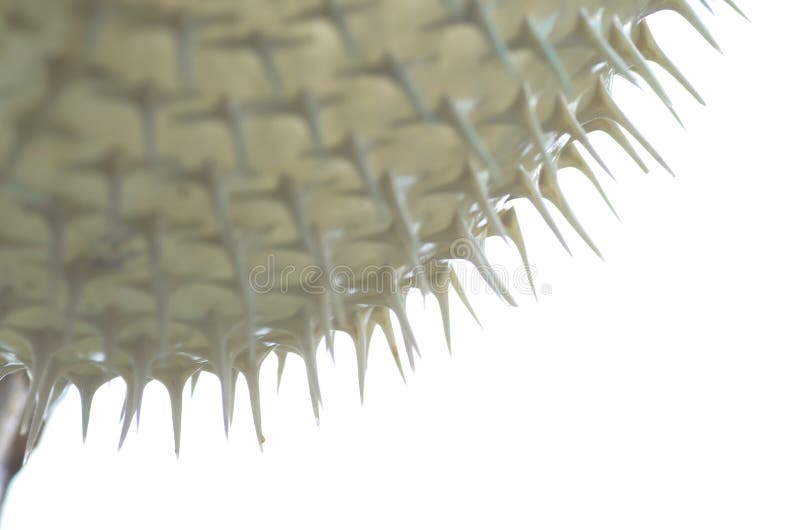 The Close-up Image of a Pufferfish S Spines Highlights Its Formidable ...