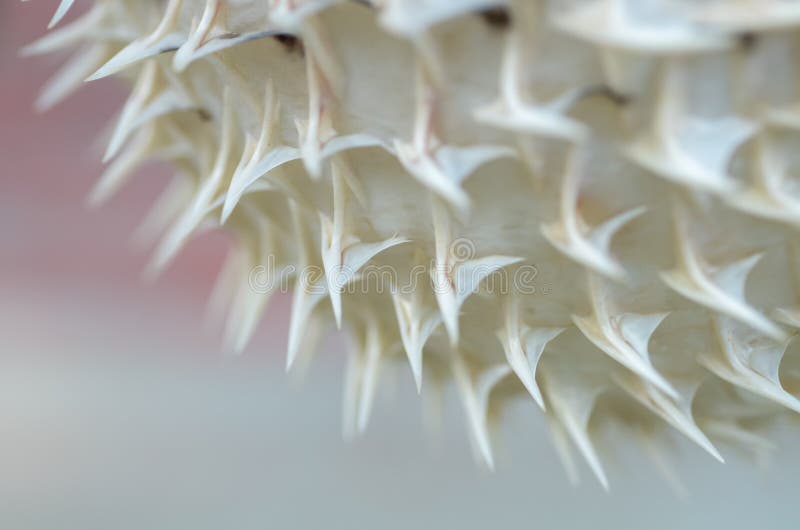 The Close-up Image of a Pufferfish S Spines Highlights Its Formidable ...