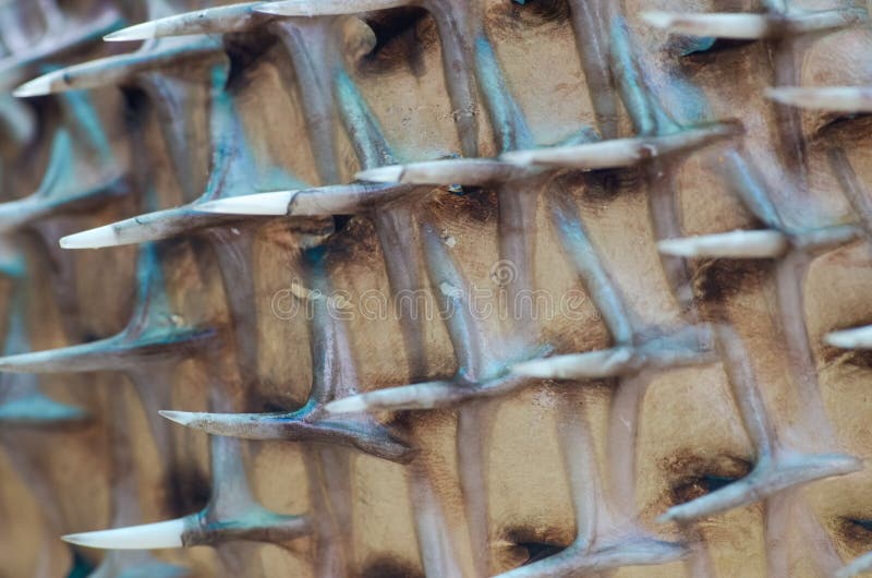 The Close-up Image of a Pufferfish S Spines Highlights Its Formidable ...