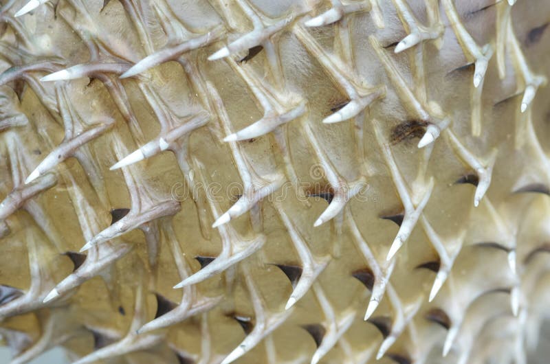 The Close-up Image of a Pufferfish S Spines Highlights Its Formidable ...