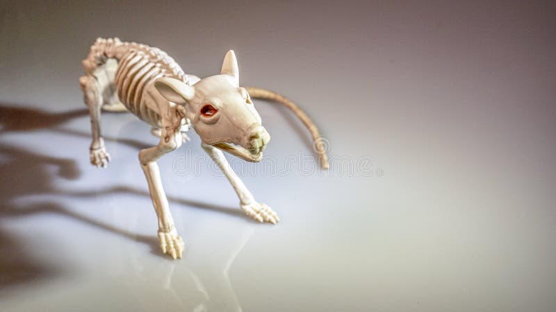 Rat Skeleton Close Up on a White Background Stock Image - Image of ...